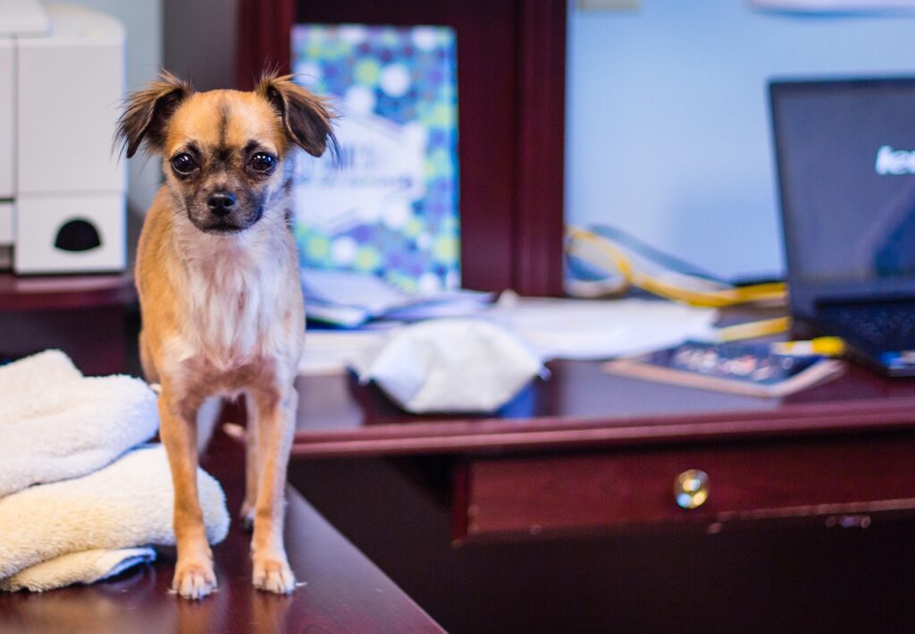 Dog friendly Companies One Top Dog dog-friendly-companies-one-top-dog